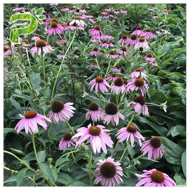 Purple Coneflower Antibacterial Plant Extracts With Chicory Acid Brown ...