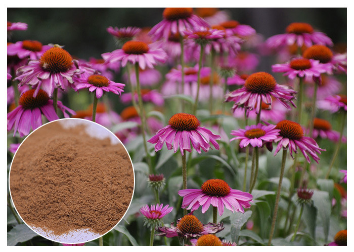 Purple Coneflower Antibacterial Plant Extracts With Chicory Acid Brown ...