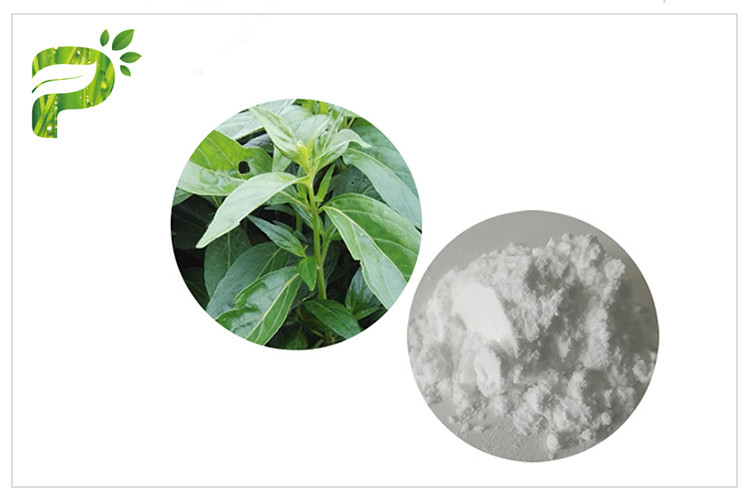 Andrographis Paniculata Herbal Plant Extract Andrographolide Anti ...