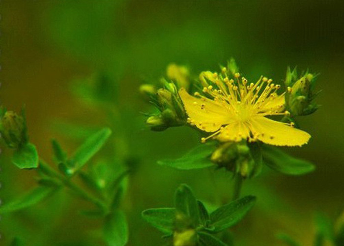 St. John Wort Hypericin Plant Extract Powder CAS 548 04 9 For Nervous ...